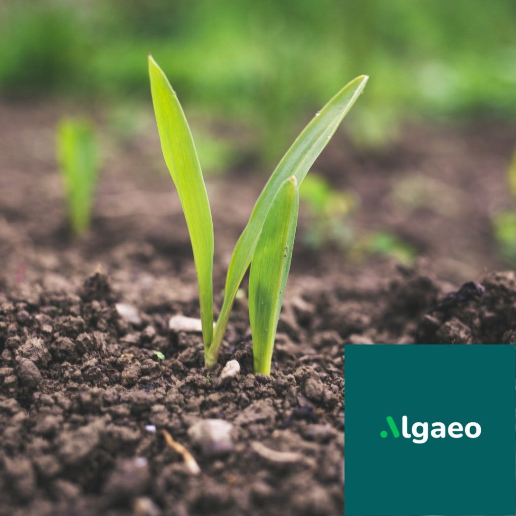 Embracing Regenerative Farming: Algae-Based Biofertilizer and its ...