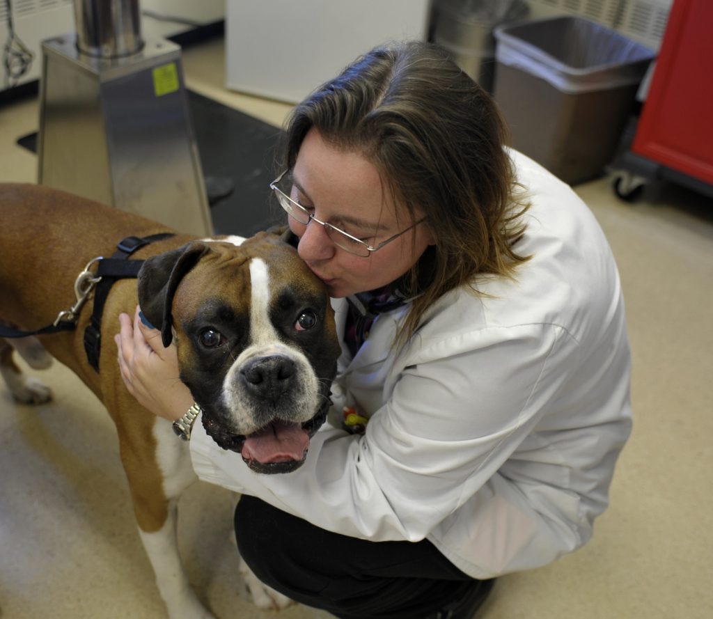 How Often Should I Take My Dog to the Vet? | by Science Rite Hemp | Medium