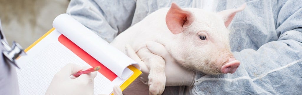 Are intrauterine vaccines the future for swine immunisation? | by ...