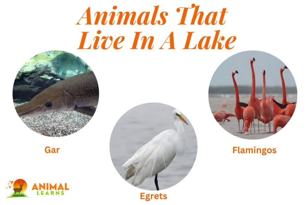 30 Amazing Animals That Live In A Lake (With Pictures) | by Animal ...