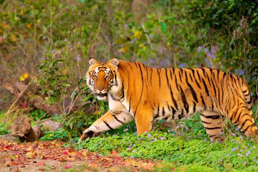 Tracking Tigers and Exploring Temples: Rajasthan’s Wildlife Wonders ...