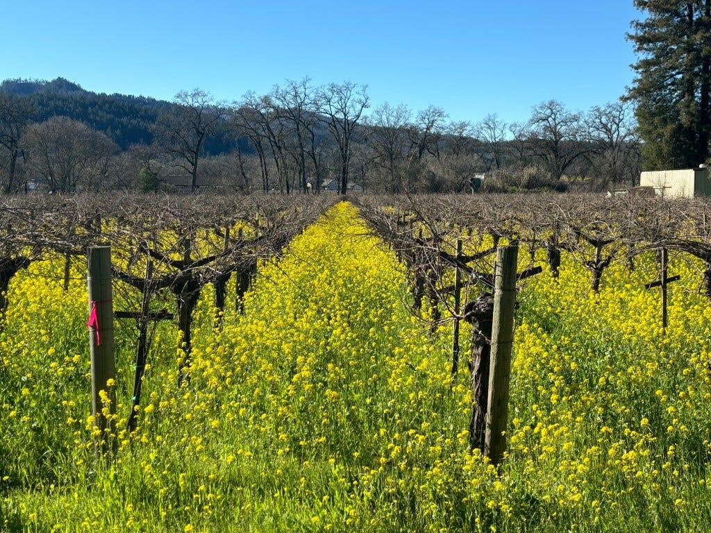 Napa Valley Mustard Season: Why it’s Great for Wine and Cycling | by ...