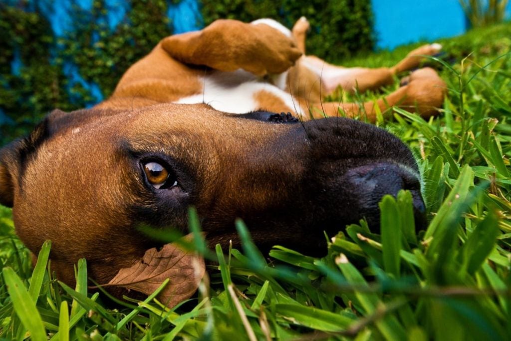 The Final Act of Love — Saying Goodbye to a Pet | by Colette Kase | Medium