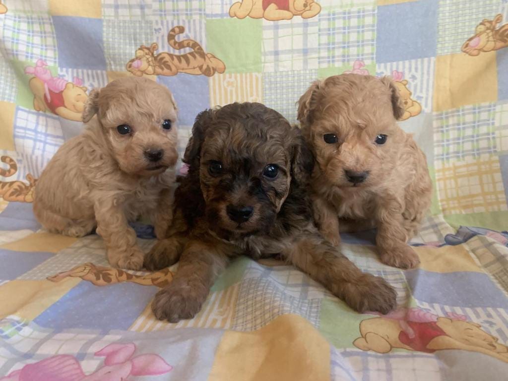 Raising Happy, Healthy Cockapoo Puppies For Sale With Expert Cockapoo ...