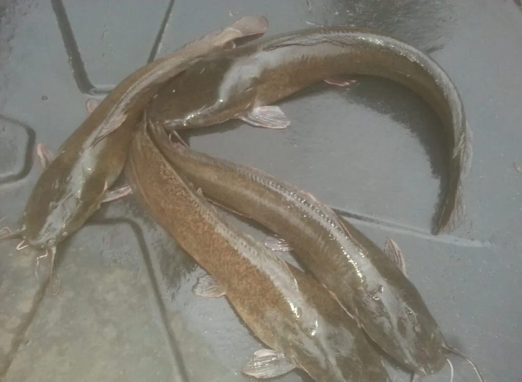 Steps To How To Hatch Catfish. 1. Identify The Broodstock | by Katai ...