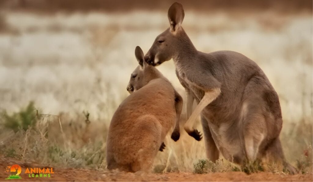 How Strong Are Kangaroos? Compared To Humans | by Animal Learns | Medium