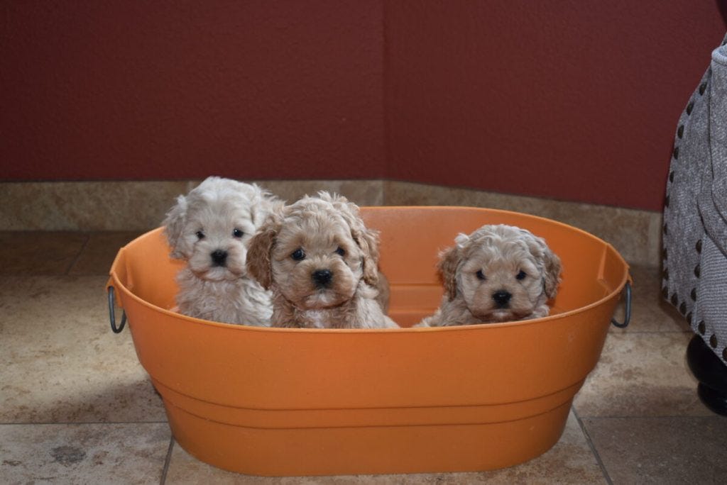 Cockapoo Valley Puppy: How To Puppy-Proof Your House | by valleypoos ...