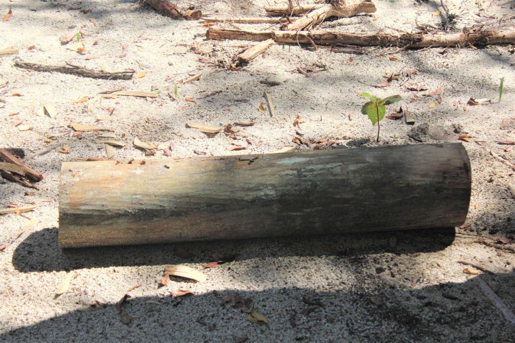 How We Lost Two Feet. My Diary: February 13, 2022 | by Cathy Strine ...