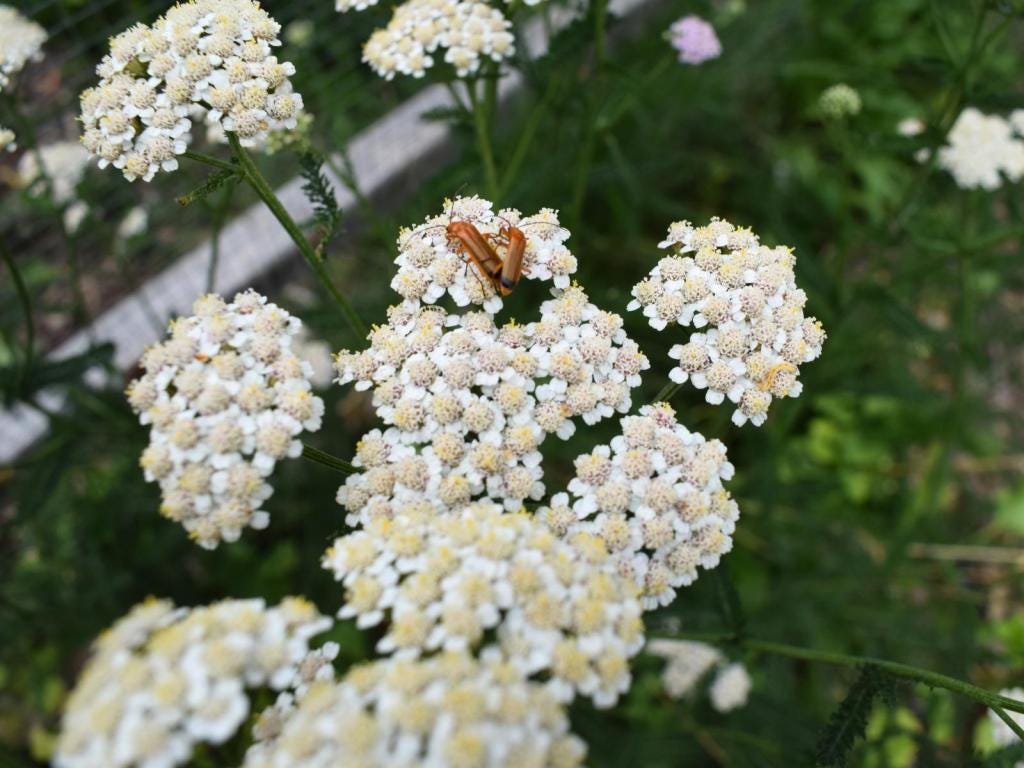 Ranking Common Ontario Weeds from Worst to Least Worst. | by Tralee ...