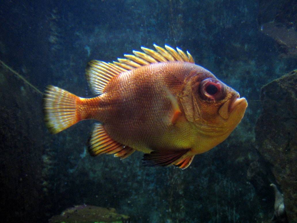 Catalufa the Big Eyed Fish. Being a user of the FISHSURFING fishing ...