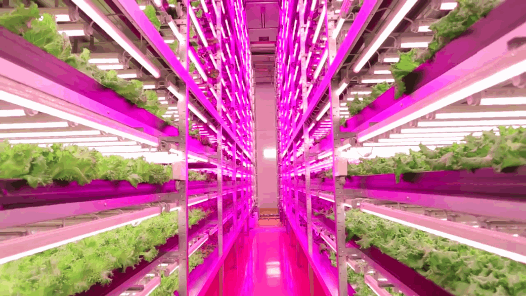Vertical Farming: A Promising Solution for Sustainable Food Production ...