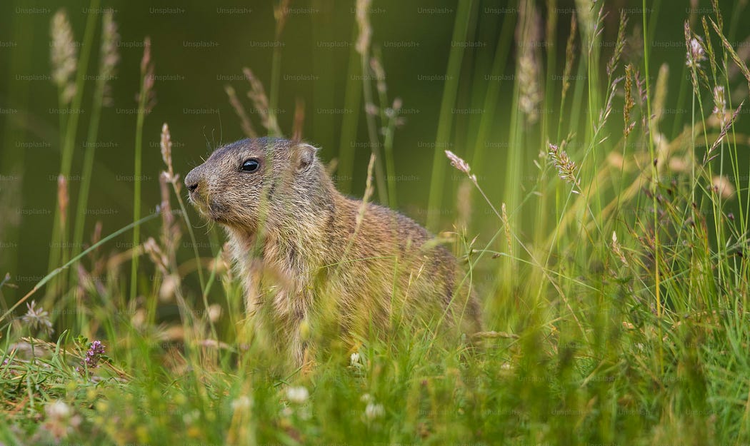 Stop Groundhog Day. Introspection. | by Myley Kovan | Medium