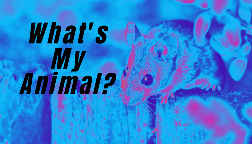 What’s My Animal? The Lingering Question That Just Won’t Stop | by ...