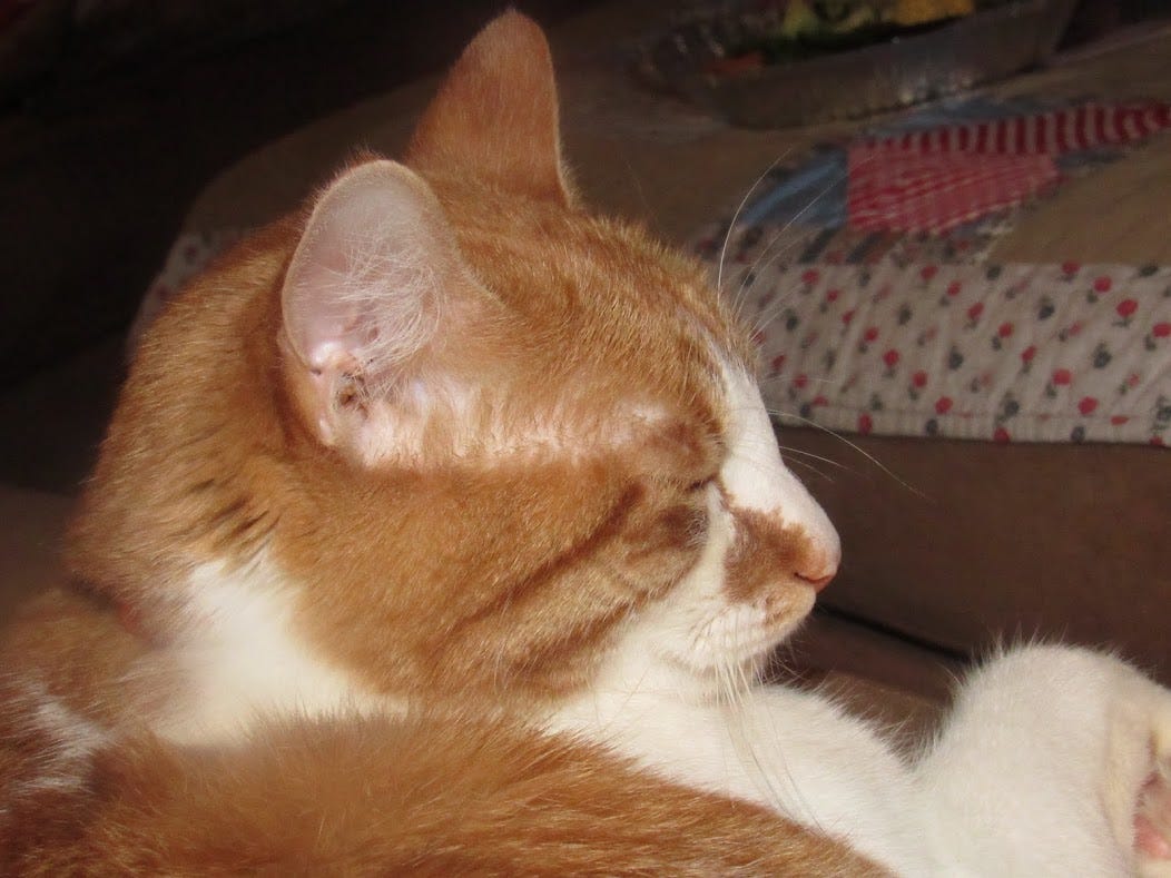 His Name Is Tango. Pet Tribute | by Dennett | SNAPSHOTS | Medium