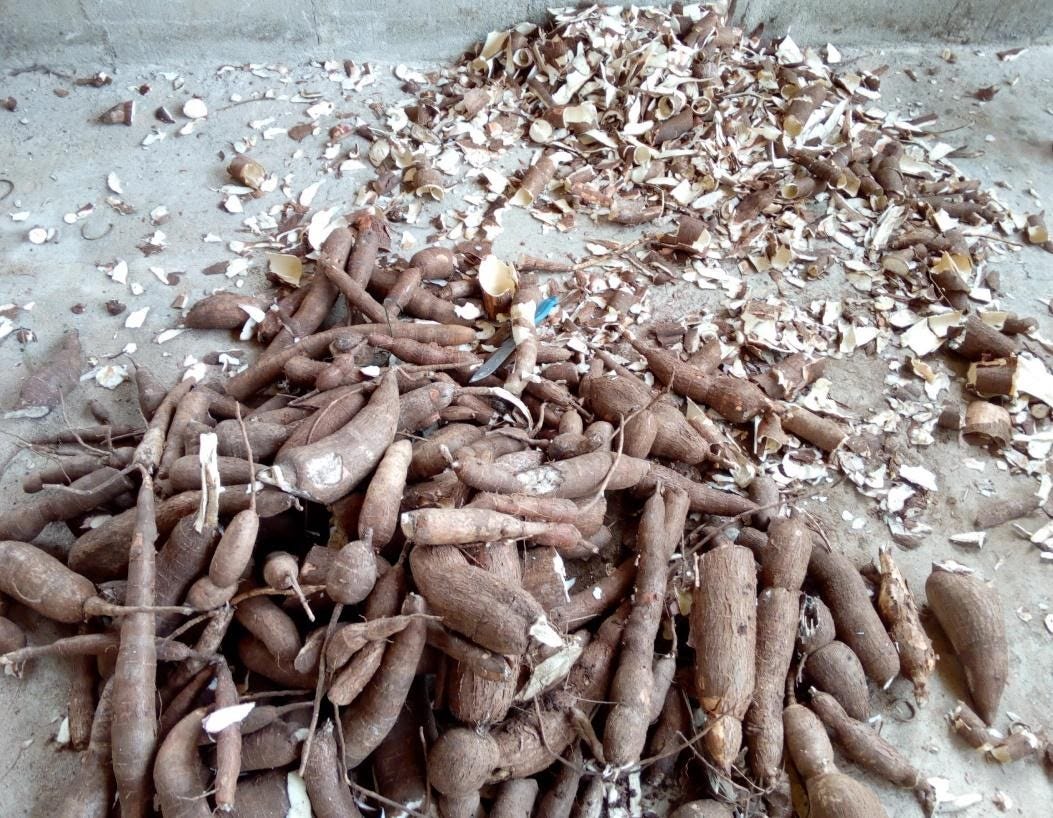Cassava Waste as Feedstuff 1: Cassava peel production, processing, and nutrient composition | by ...