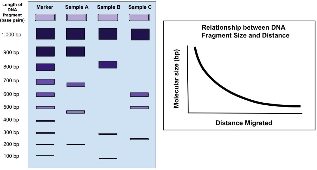 Syn Bio — p.13: Qualitative Analysis of DNA using Electrophoresis | by ...