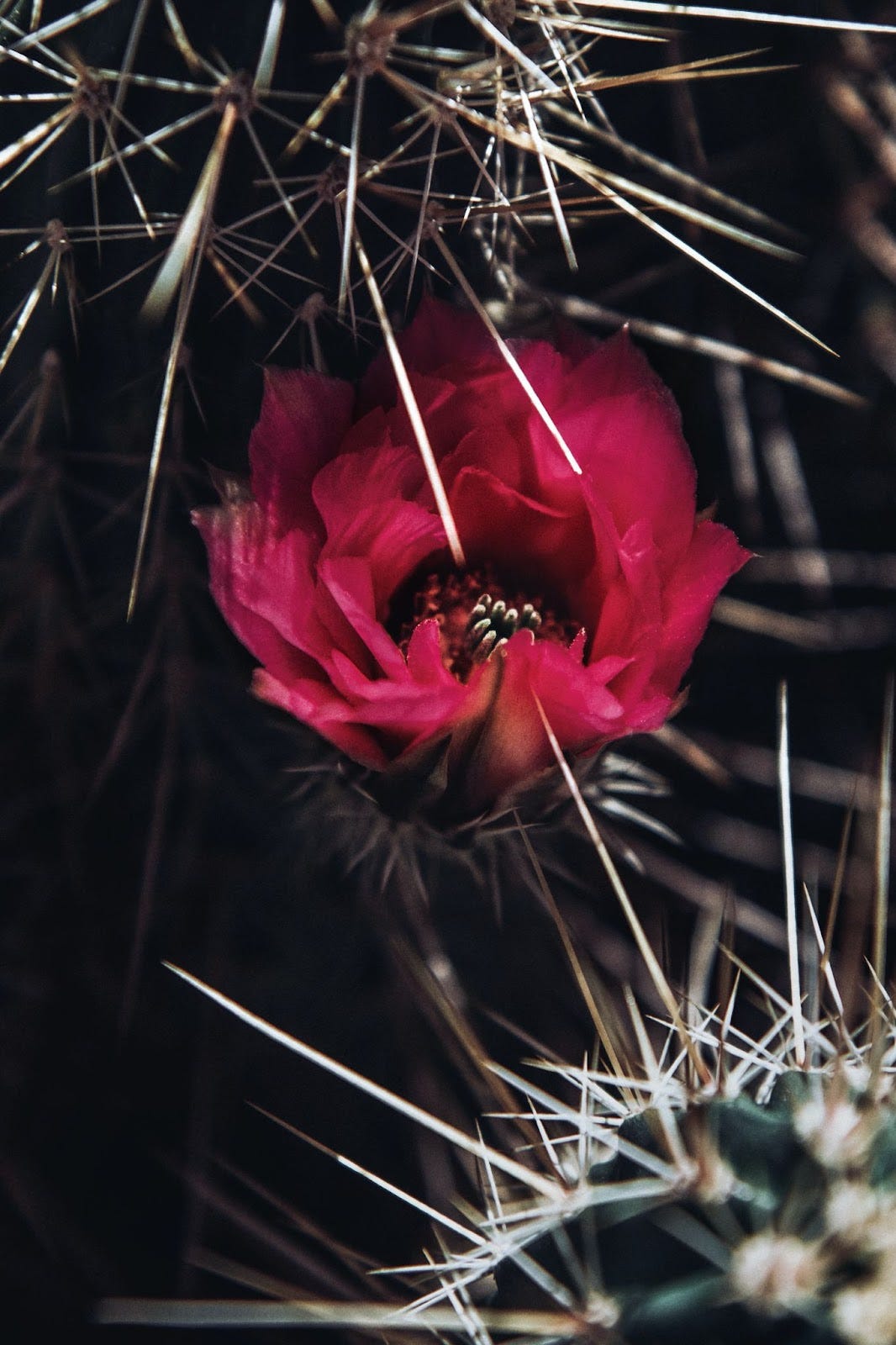 Surviving Too Hard?-How-to-Live-After-Survival-Mode | Medium