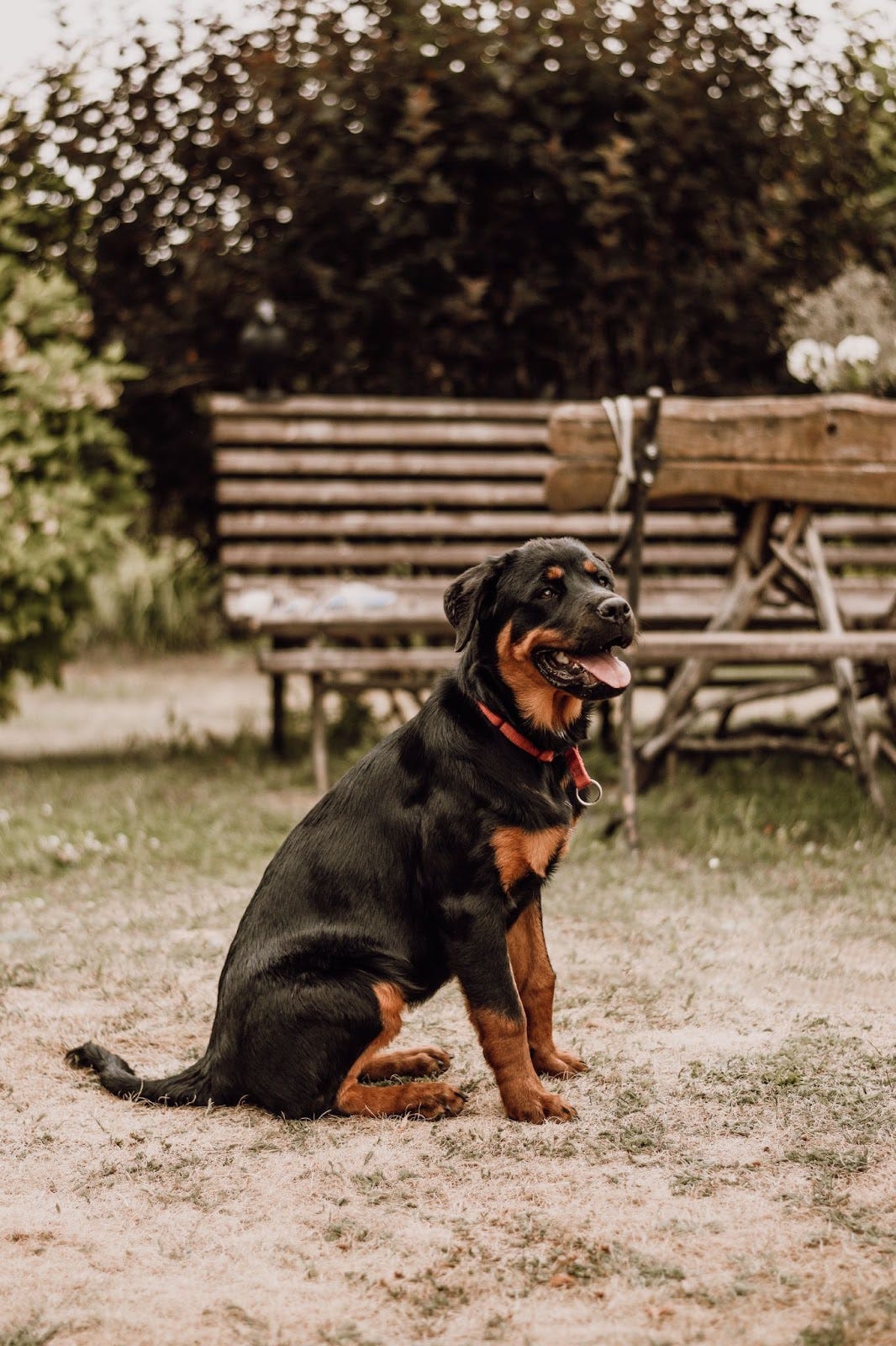 Tips of Rottweiler Dog - Mubeen Haider - Medium