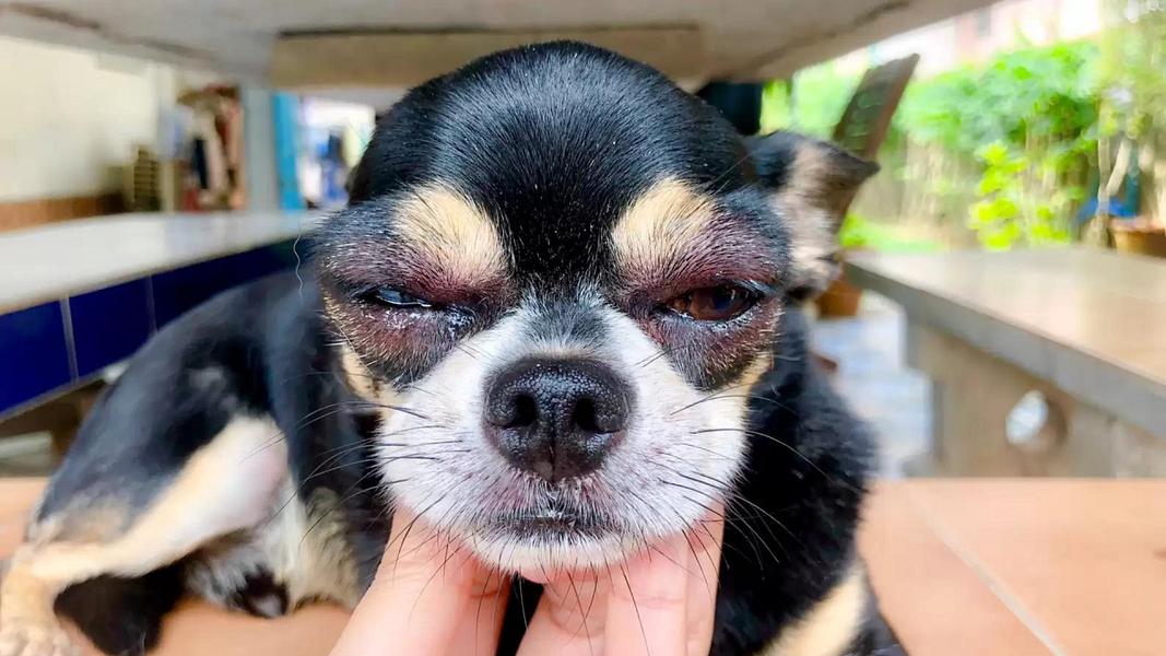 Emergency Vet’s Guide: What To Do If Your Dog Is Stung By A Bee | by ...