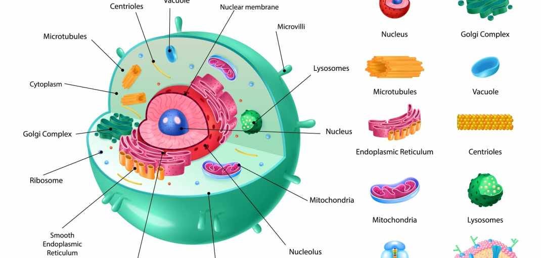 Cell Disruption Techniques: Sonication vs. Homogenization | by ...
