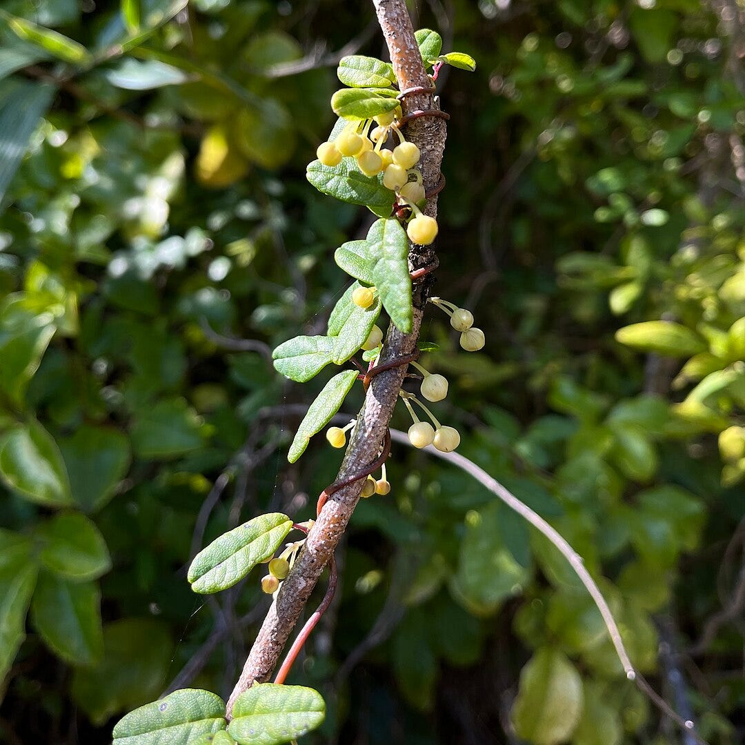 How plants and microbes perceive light: mimicry, microlenses and the ...