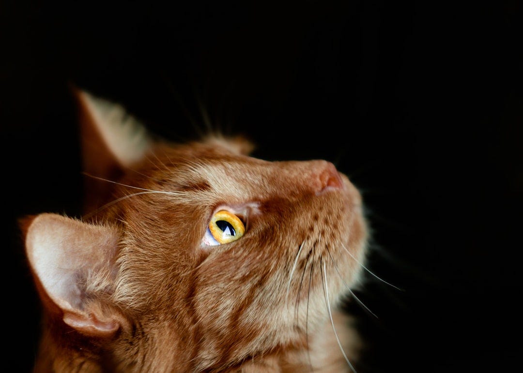 What’s Your Cat’s Zodiac Sign? Discover Their Astrological Personality ...