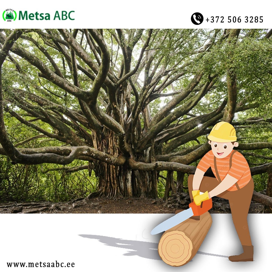 Metsast koristatud tooted | Metsa ABC | by Metsa ABC | Medium