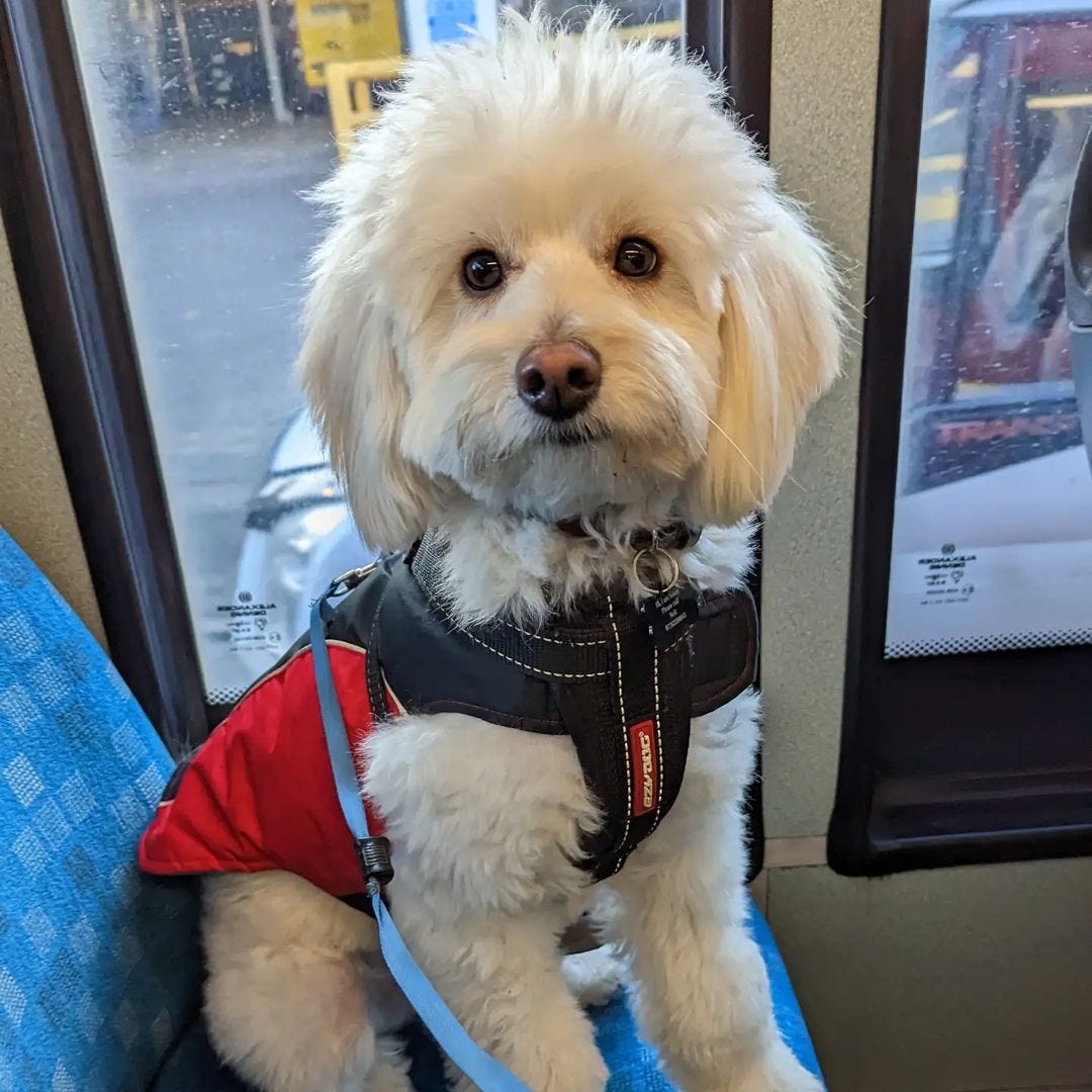 The Spitzpoo. Spitzpoo | Mixed Breed Info, Pictures… | by Sarah Lou Mae ...