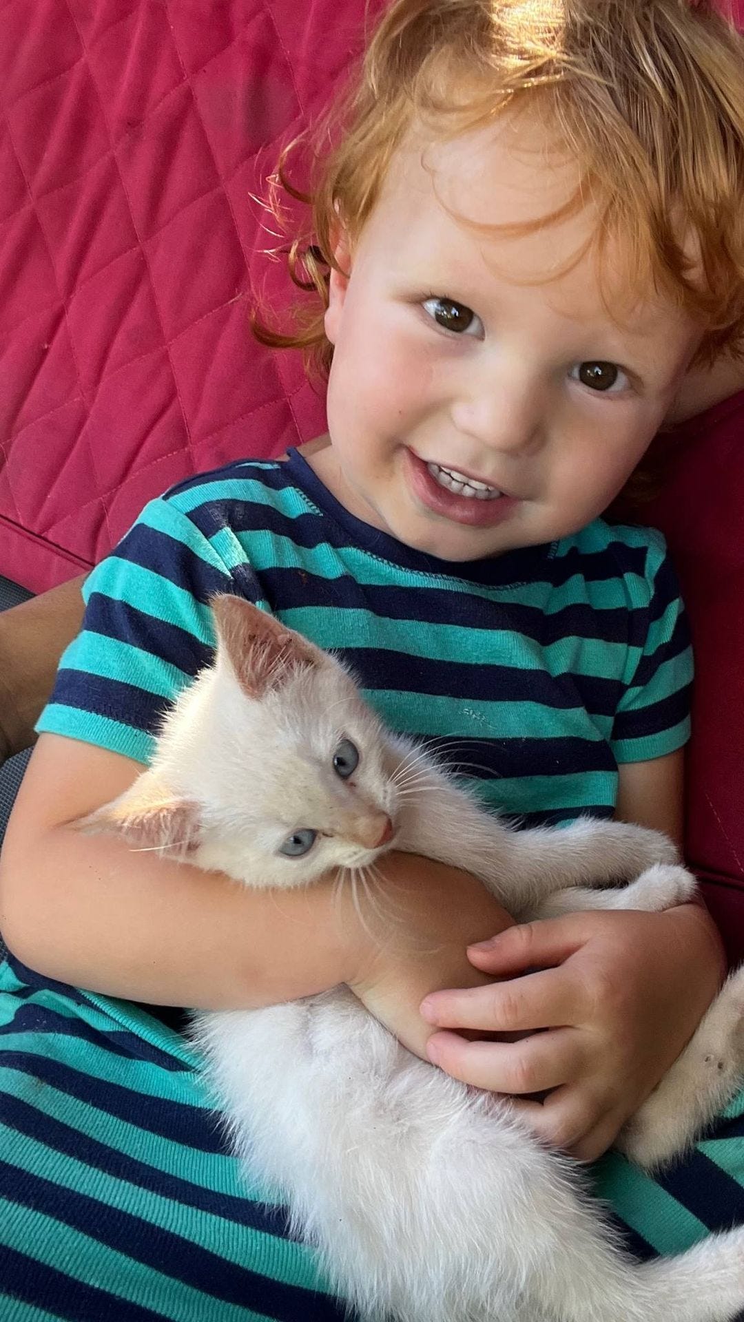 How Hudson Met Flower: An Adorable New Kitty! | by Freda Savahl ...