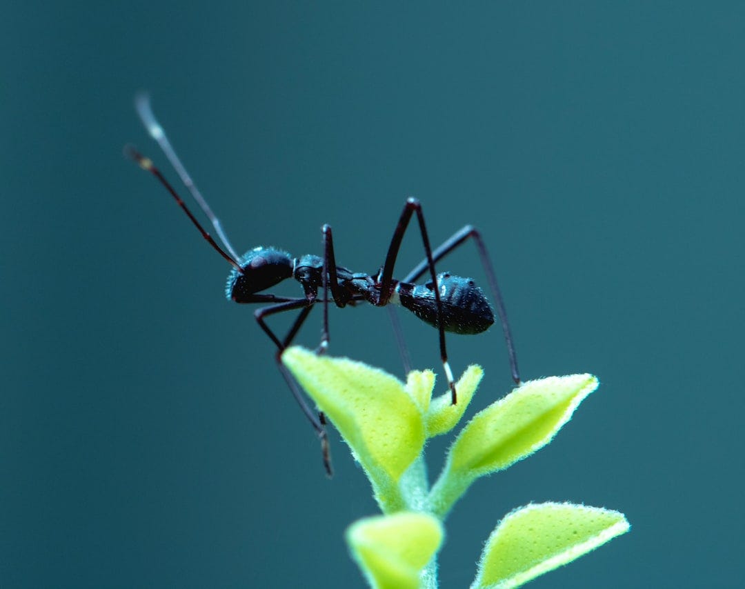 Why Ants Execute Their Queen?. Survival of the Fittest: A Queen’s… | by ...