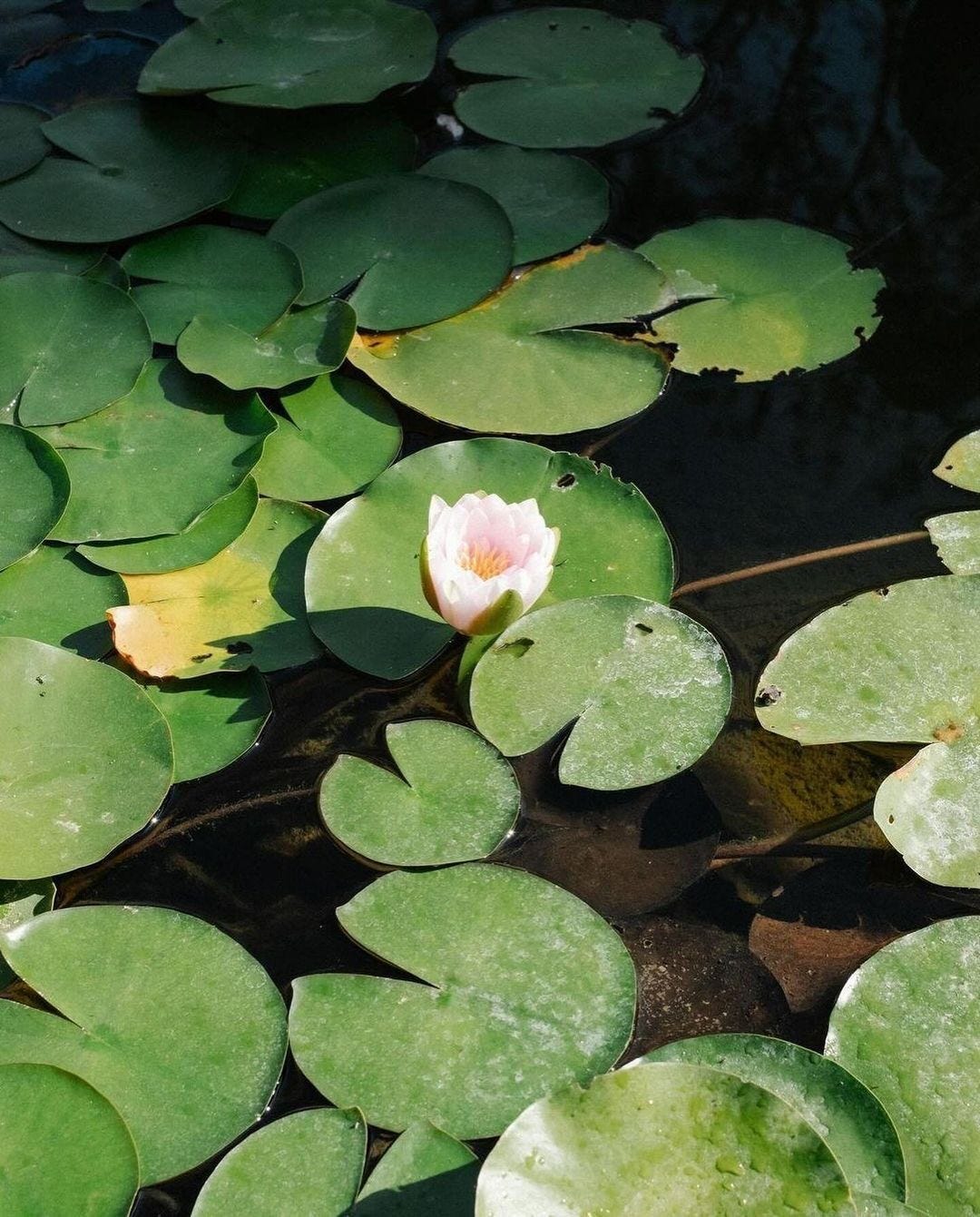 lotus eater. I let the plump, fleshy skin of my… | by lyssi maree | Nov ...