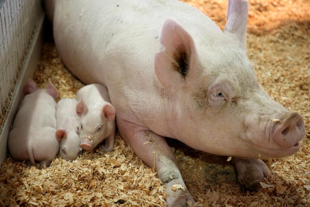 Piglets. The piglets don’t know they will be… | by Kera Hollow | Medium