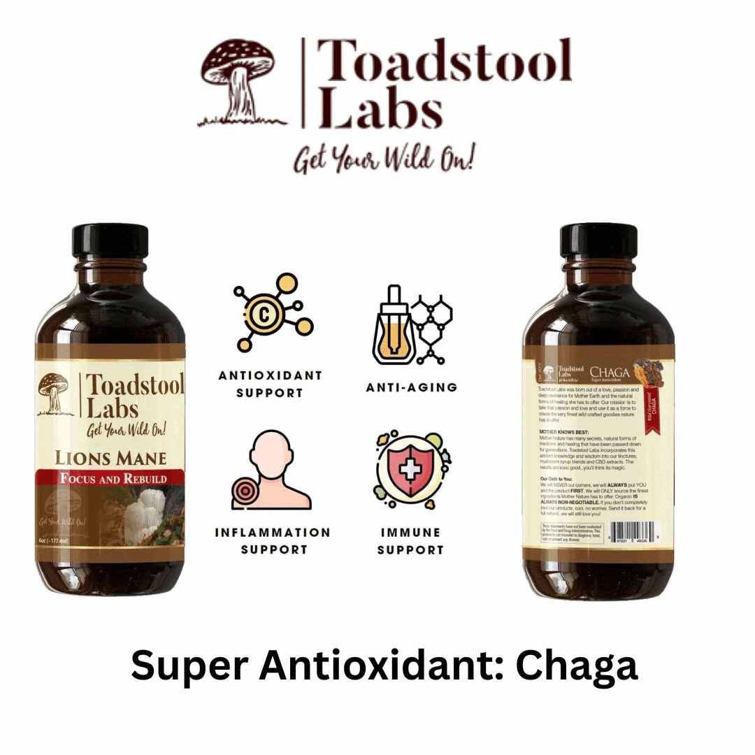 Discover the Healing Potential: Chaga and Reishi Mushroom Benefits Unveiled - Toadstoollabs - Medium