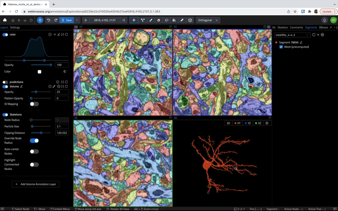 Introducing the new min-cut tool in webKnossos | by Albane le Tournoulx ...
