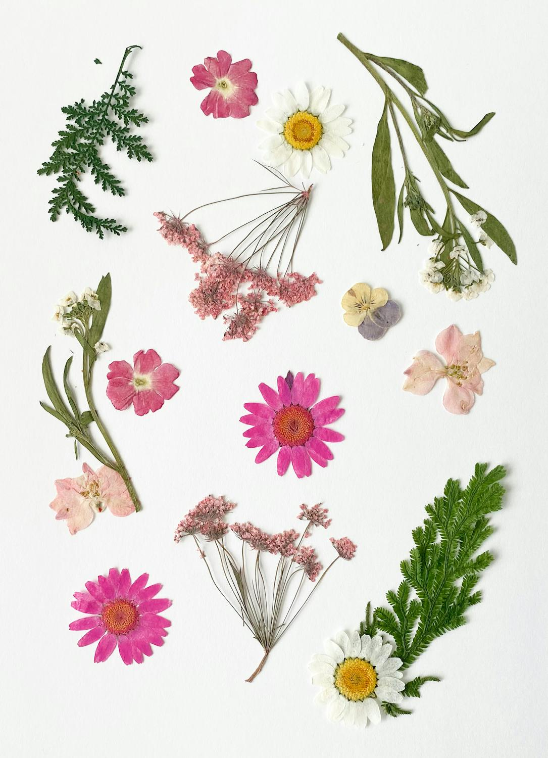 Petals Preserved: A Victorian History of Flower Drying | by Danielle Herring | Plant Based Past ...