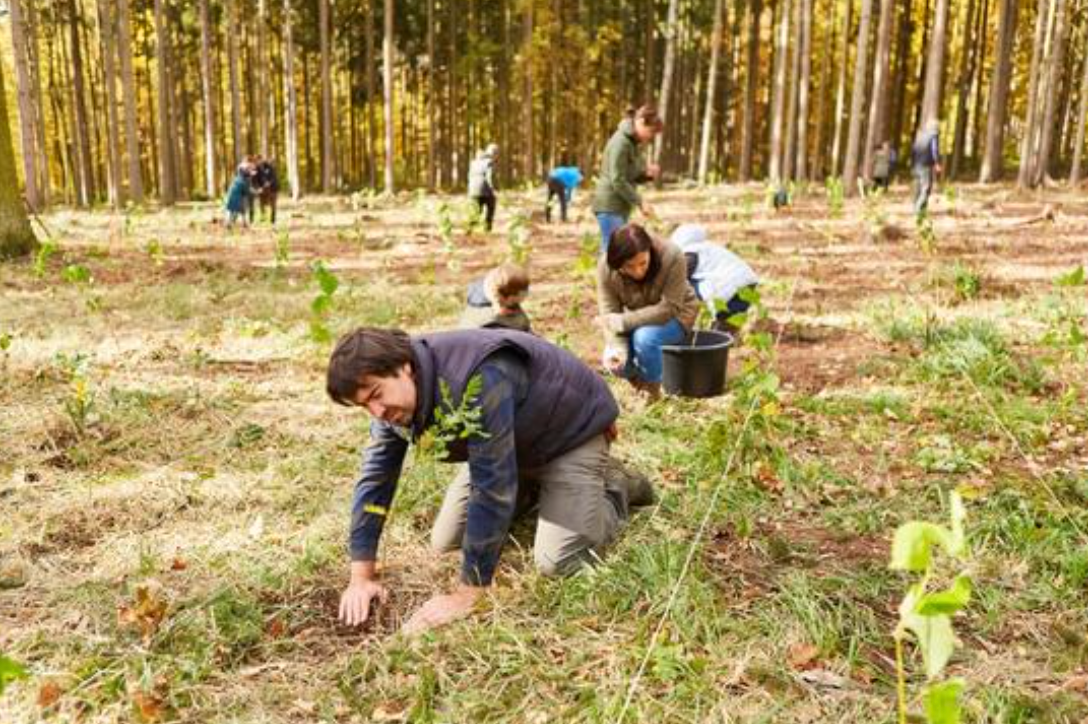Overcoming Challenges in Forest Carbon Projects | by Michelle ...