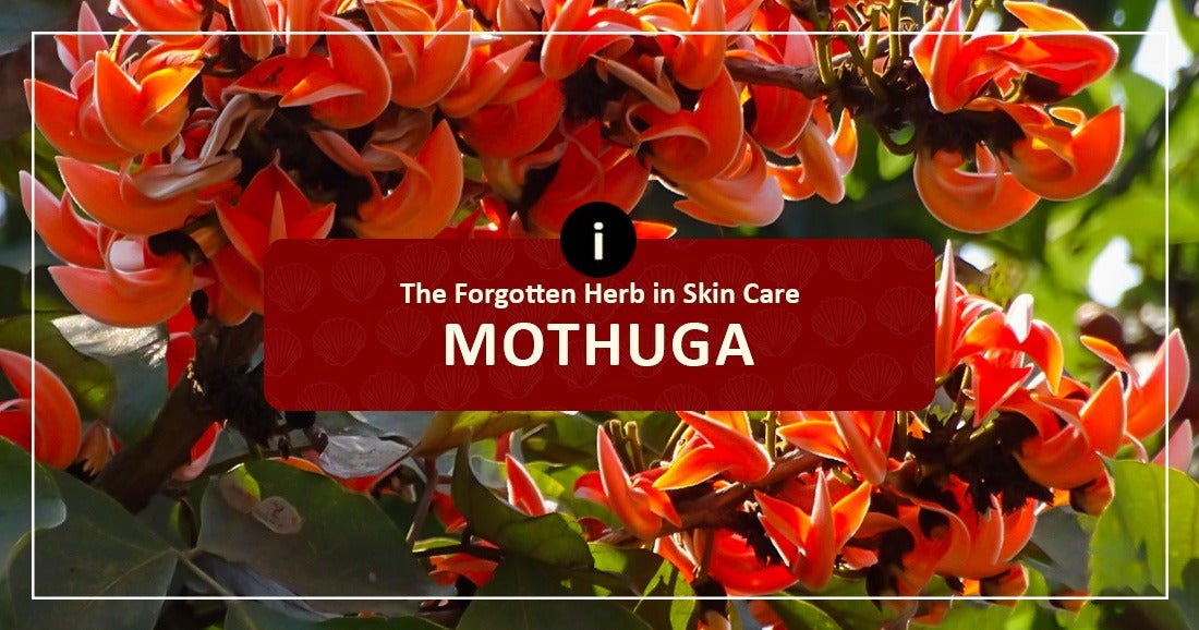 Mothuga: The Forgotten Herb In Skin Care | by ARM Pearl Beauty | Medium
