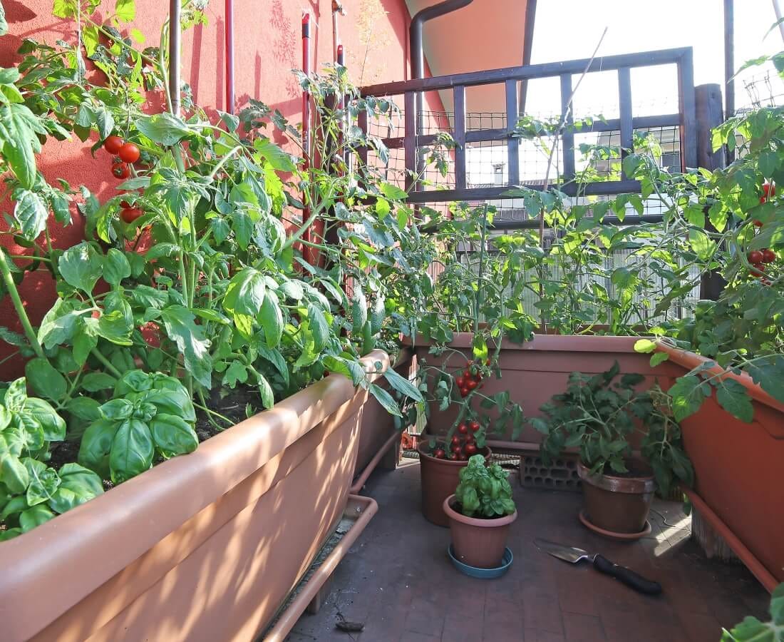 Everything About Terrace Gardening | by Anubhav Singhal | Medium