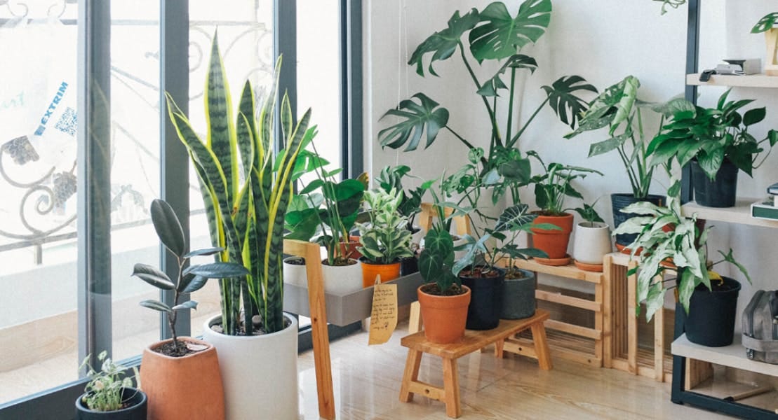 7 indoor plants that will make you feel relaxed | by Edrie | Cove ...