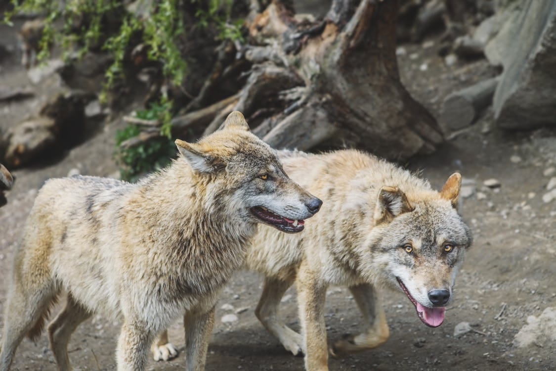 The Legend Of Two Wolves. Which one will you feed? | by 🌟 Anne Bellamy ...