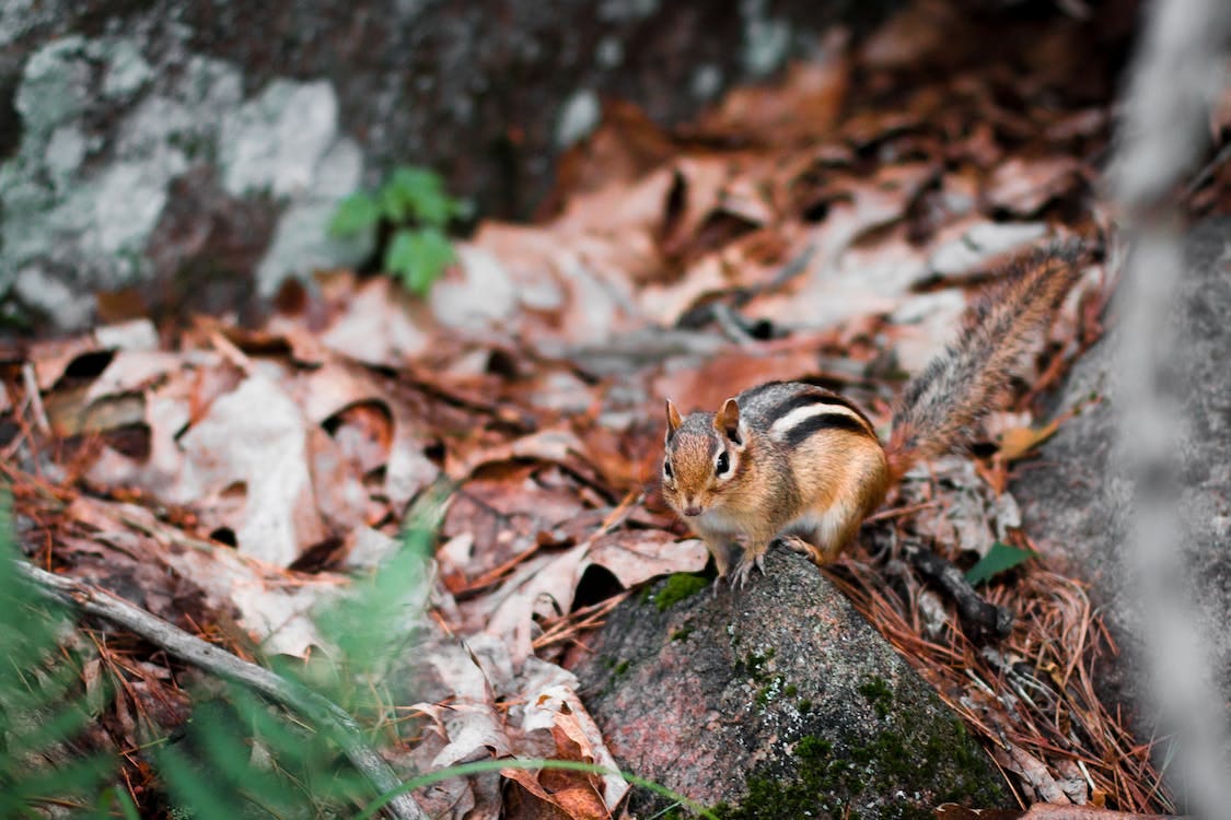 Screaming Chipmunks. Daily Meditation 491–7/1/2023 | by Lucas A ...
