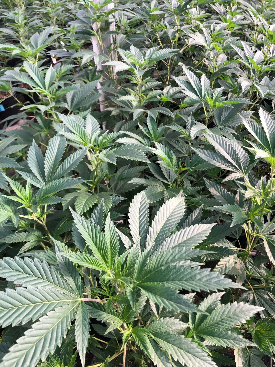 Ammonium Toxicity: Fertility complications associated with seasonal ...
