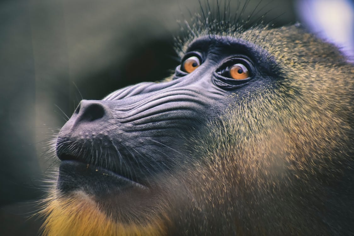Your Monkey Brain is 99% Destructive But 1% Genius— Tame it! | by Ram ...