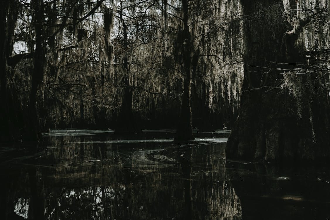 The Swamp By The River East.. A Short Story. Some words from ole… | by ...