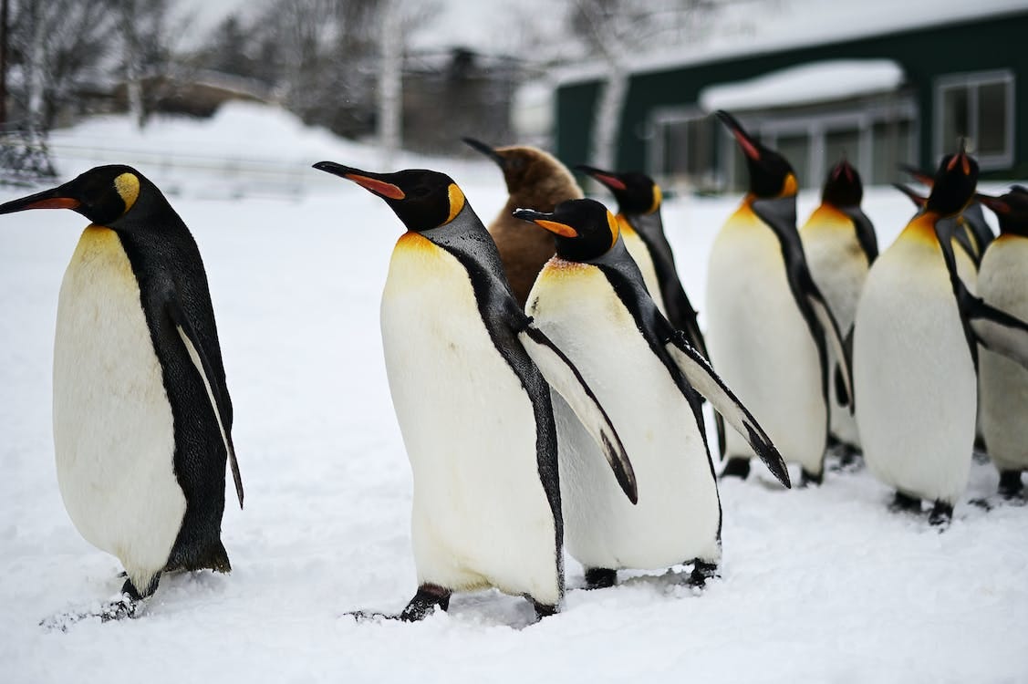 🚀DevOps Zero to Hero: 💡Day 13 🐧Leveraging Linux for DevOps: Powering Efficiency and ...