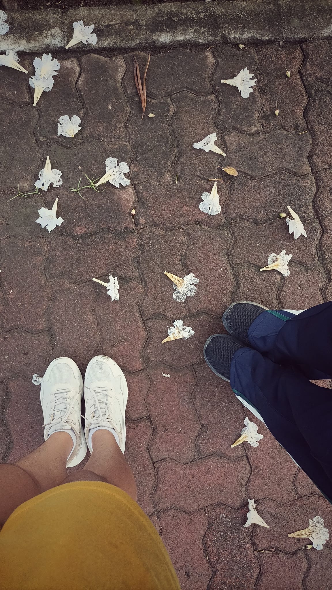 IF THE FLOWERS HAVE MEMORIES - Kaye Araneta - Medium