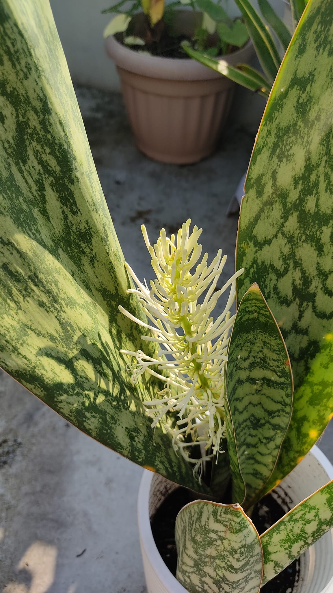 KWENTONG HARDINERO — Rare Blooms in Rare Moments | by Elijah Joy Alonzo ...