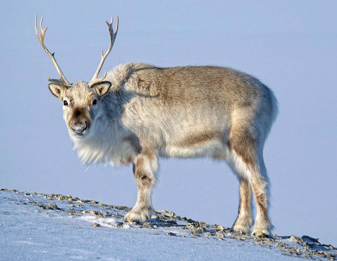 Is Climate Change Icing Out Rudolph? | by 𝐆𝐫𝐫𝐥𝐒𝐜𝐢𝐞𝐧𝐭𝐢𝐬𝐭, scientist ...
