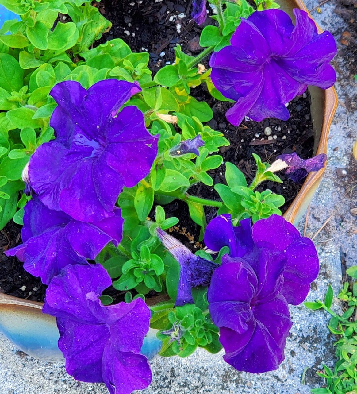 Power of Purple - Dennett - Medium