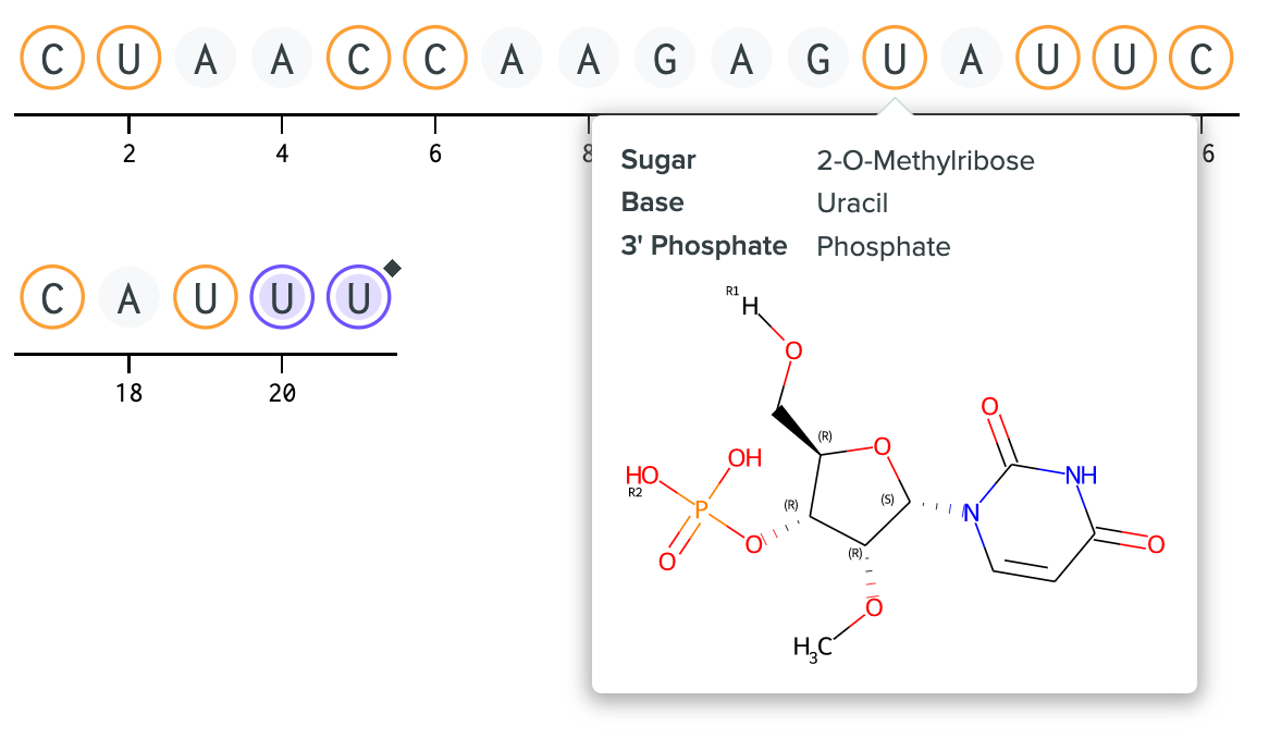 A visual guide to nucleotide chemical structures | Benchling Engineering
